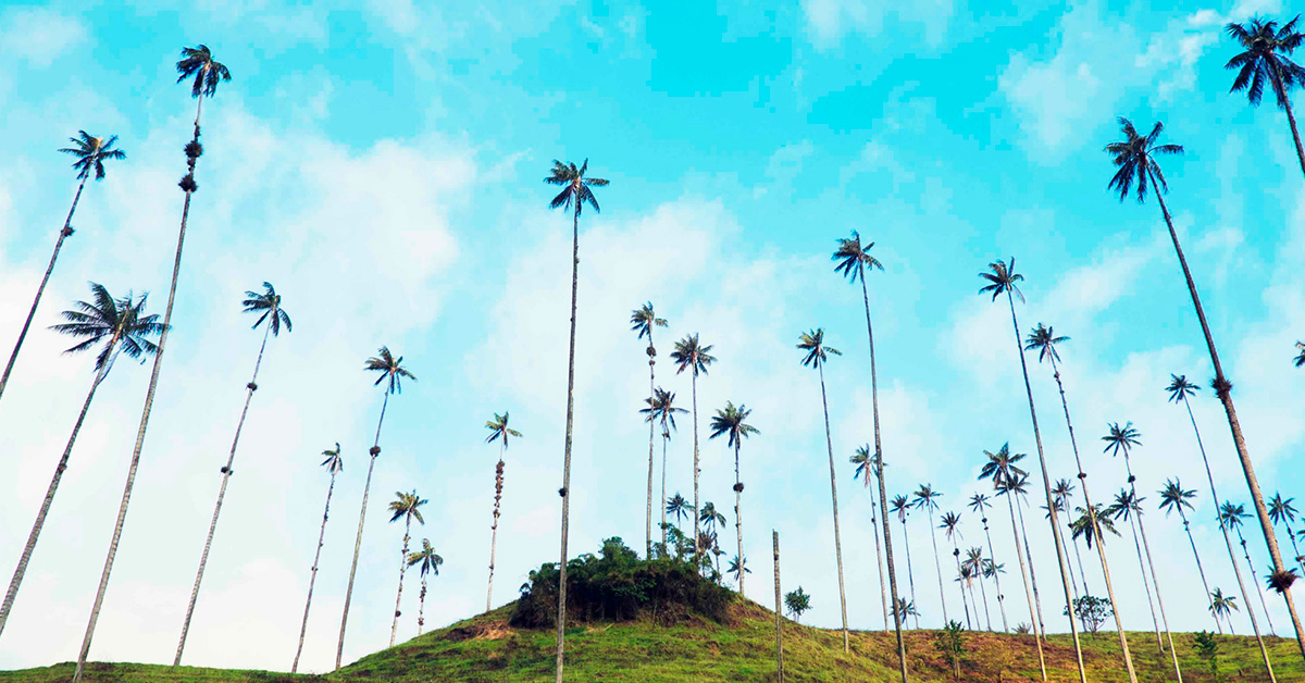 Private Tour to Salento and Cocora Valley - Turismo del Eje