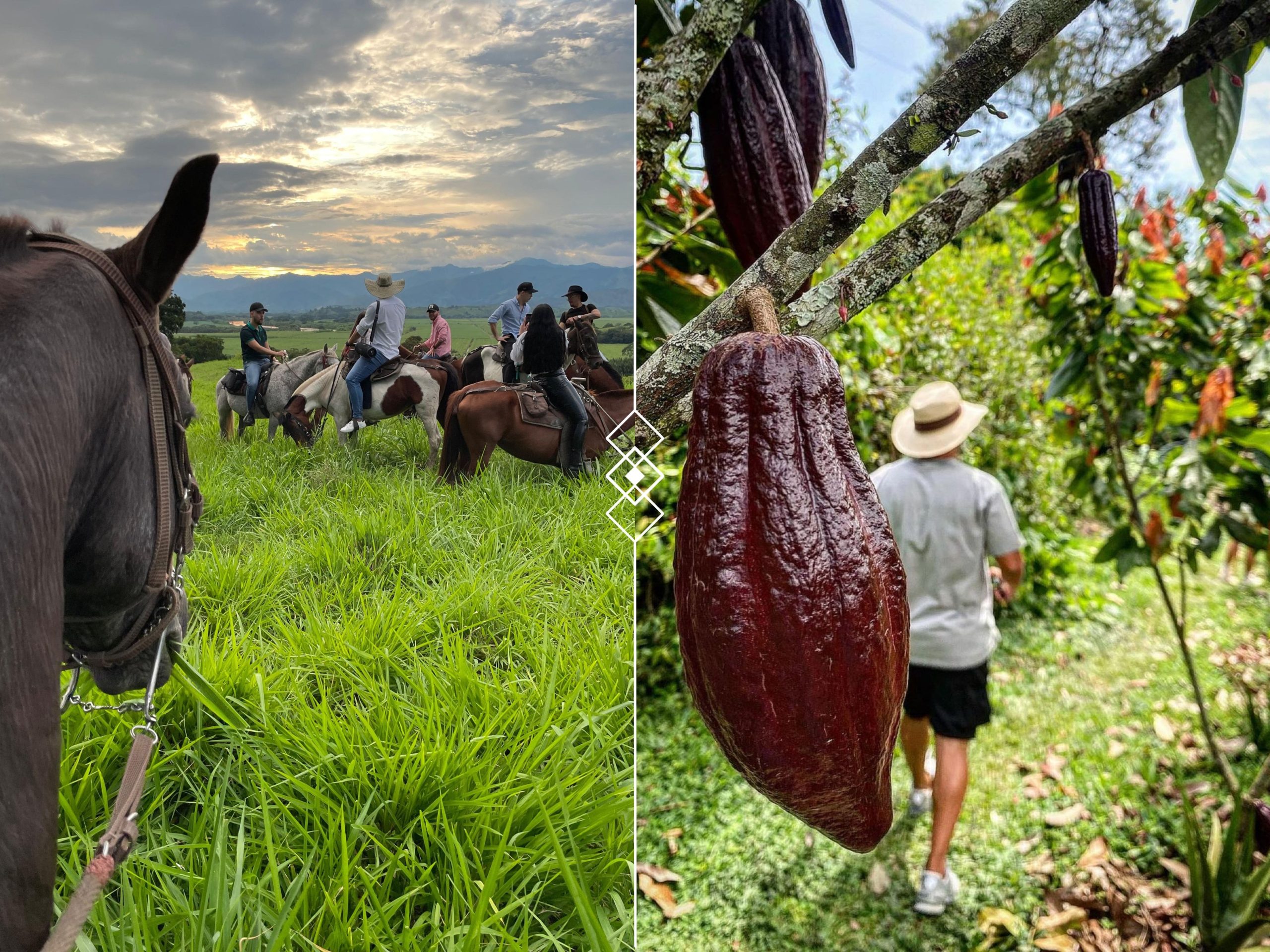 Cocoa Tour + Horseback Riding in Pereira - Turismo del Eje